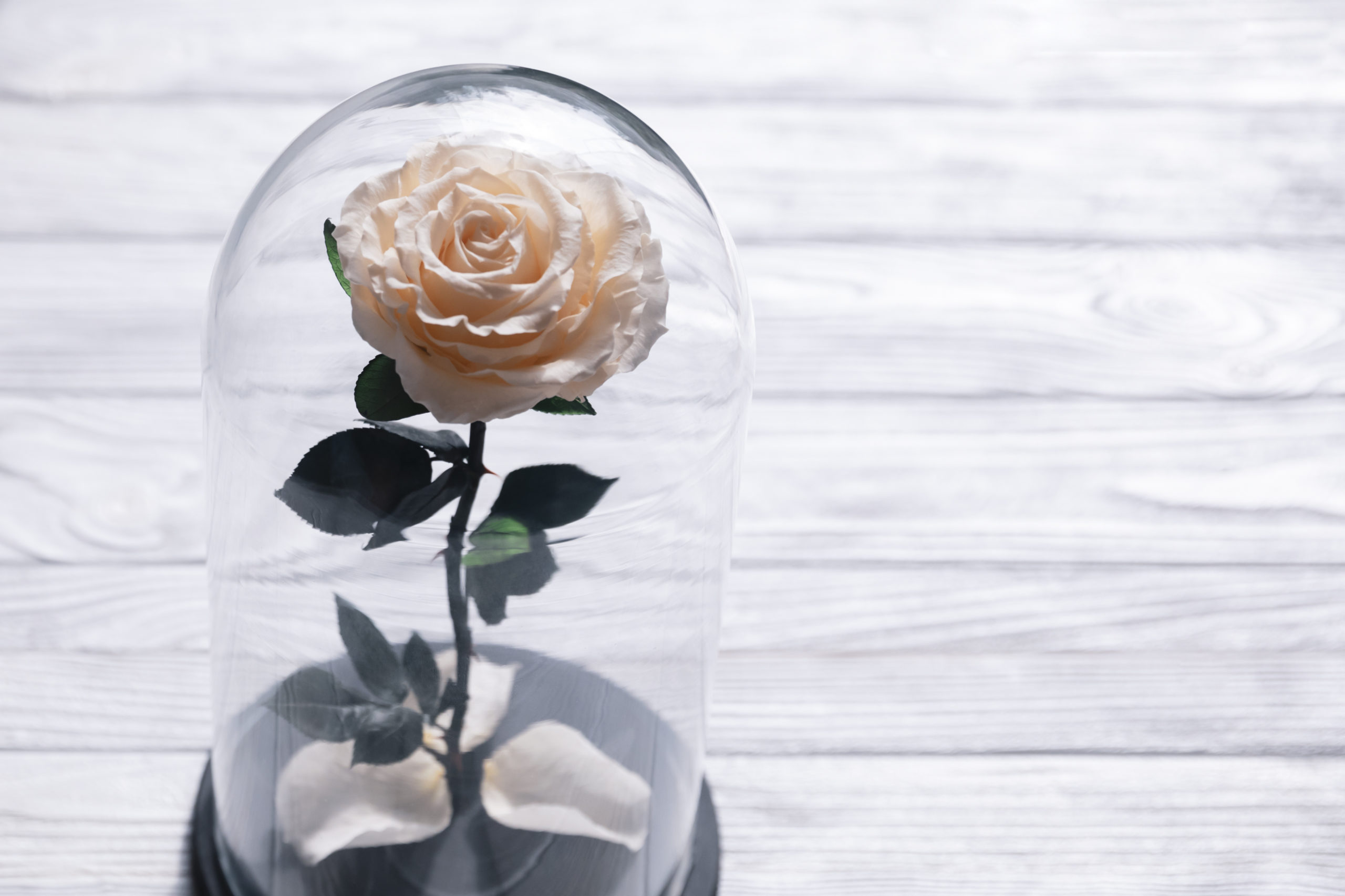 Ewige Rose – Die Königin der Blumen | Mediennerd.de